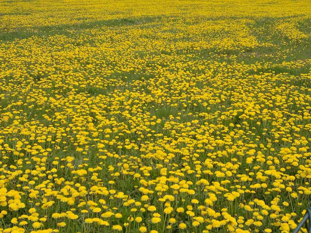 Plevele jednoděložné a dvouděložné v trávníku
